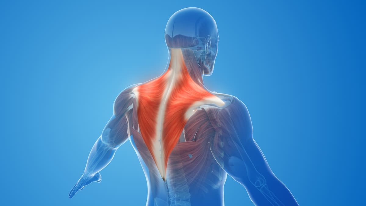Exercitii pentru trapez: indicatii si recomandari | Dr. Max Farmacie