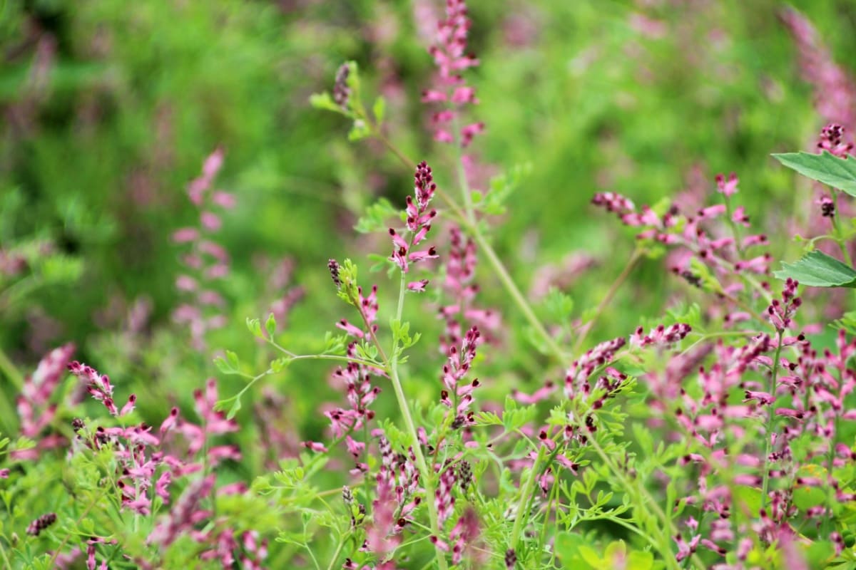 Fumarita (Fumaria officinalis): beneficii, proprietati, utilizari | Dr ...