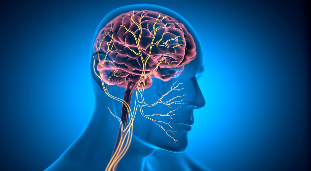 Nervul vag: ce este si ce trebuie sa stii despre el | Dr. Max Farmacie