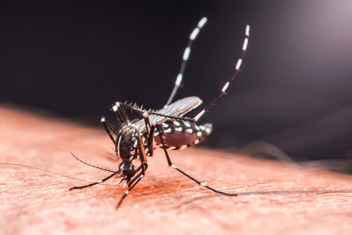 Febra Dengue: cauze, simptome, tratament | Dr. Max Farmacie